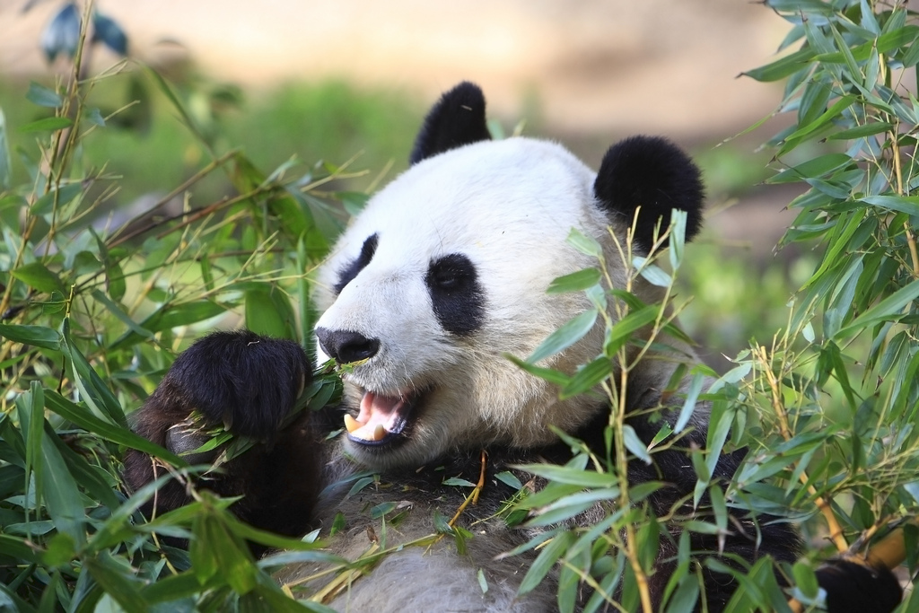 Patrick the Panda | The Rhyming Shack